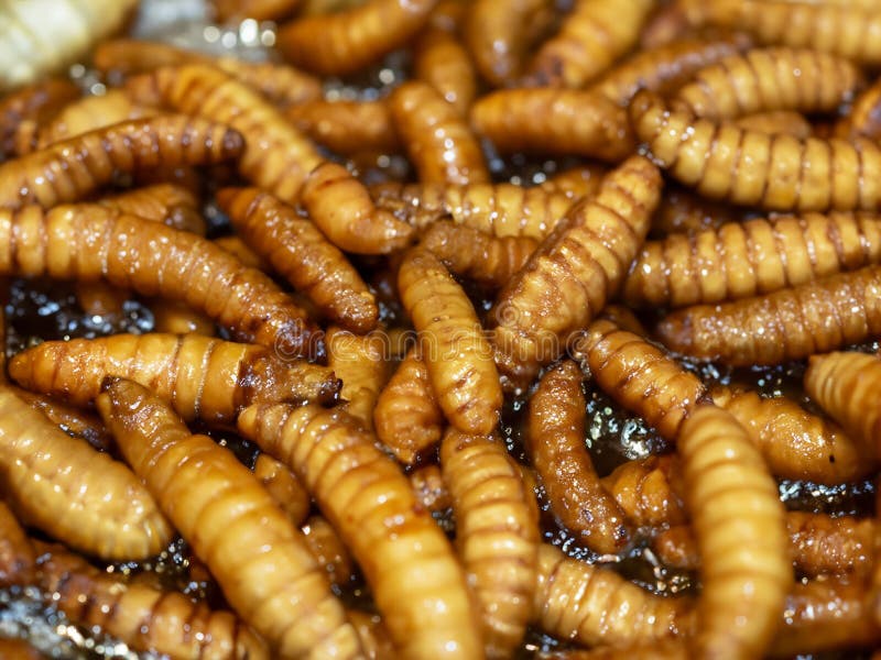 Fried worms in the pan stock photo. Image of cuisine - 303666858