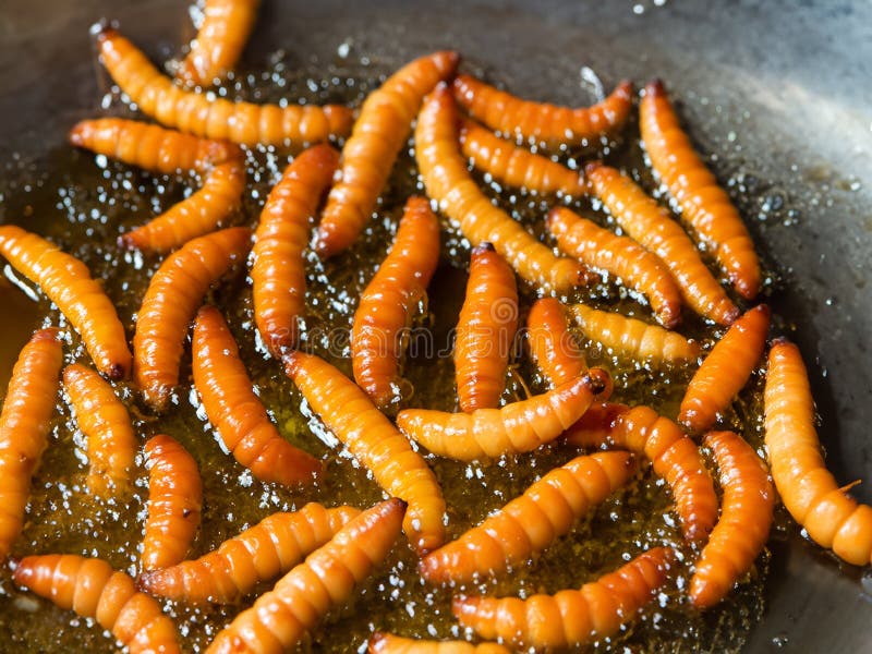 Fried worms in the pan stock photo. Image of food, lunch - 303666860