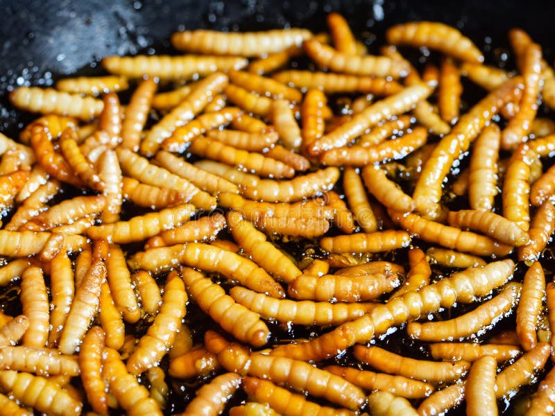 Fried worms in the pan stock image. Image of lunch, cooking - 303666875
