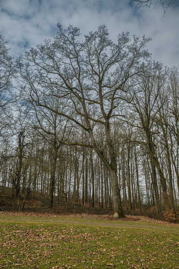 Friedrich Ludwig Jahn Eiche Stock Image - Image of panorama, blue ...