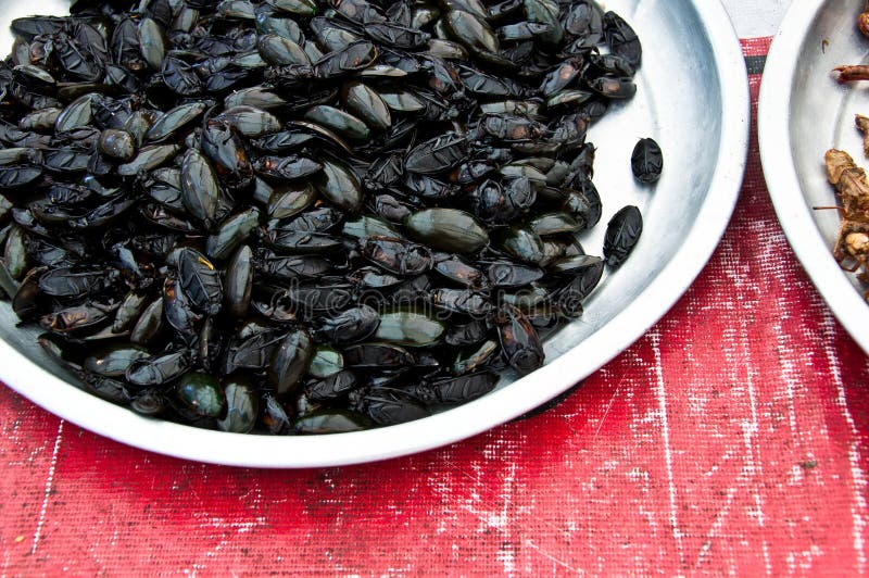 Friee Great Silver Beetle (Hydrophilus Piceus ) Stock Image - Image of ...