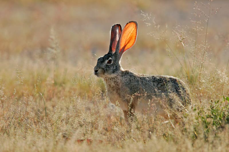 Liebres del cabo imagen de archivo. Imagen de fauna - 137416163
