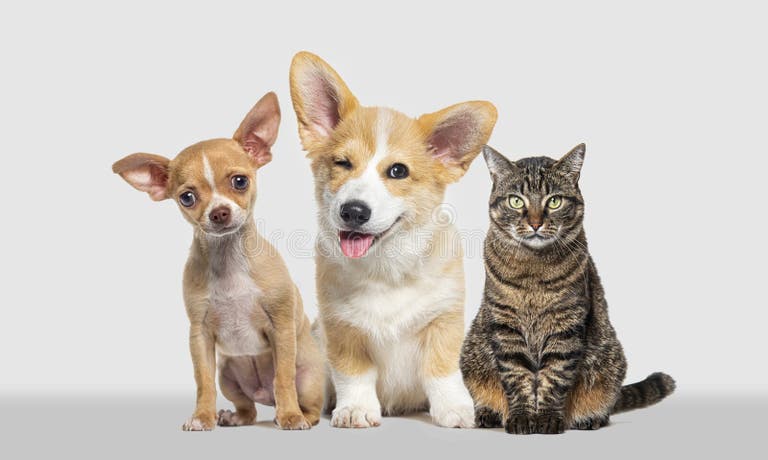 Friendly Alert Pets Together Side by Side in a Row Looking at the Camera, Isolated on Grey Stock ...