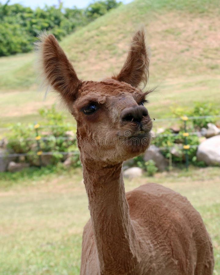 Friendly Alpaca on a Farm stock image. Image of silly - 121899253