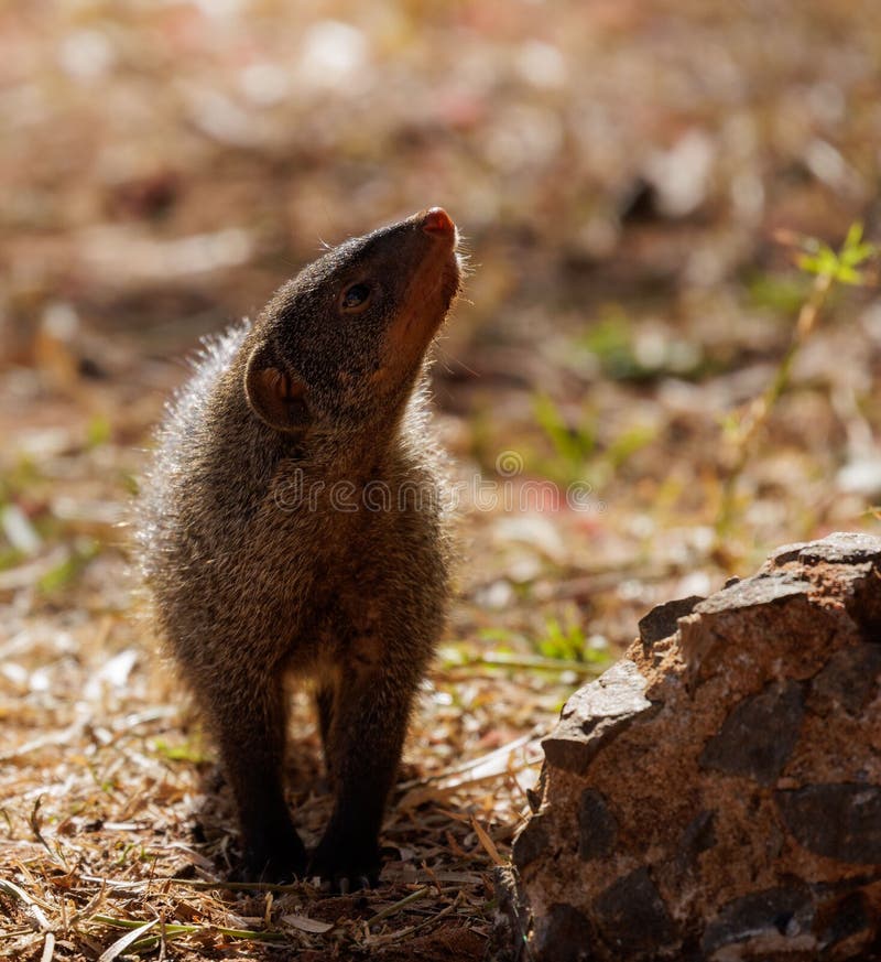 Friendly Banded Mongoose in the Field Stock Photo - Image of park, cute ...