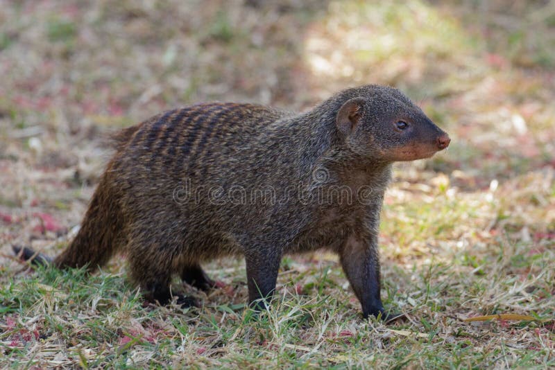 Friendly Banded Mongoose in the Field Stock Photo - Image of nature ...