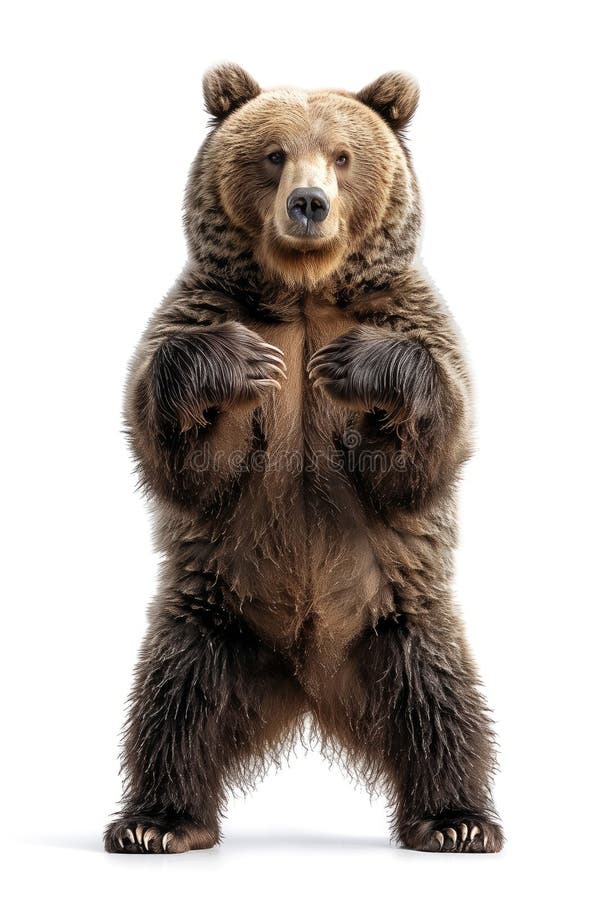 Friendly Bear Standing on Hind Legs, Studio Shot Stock Photo - Image of ...