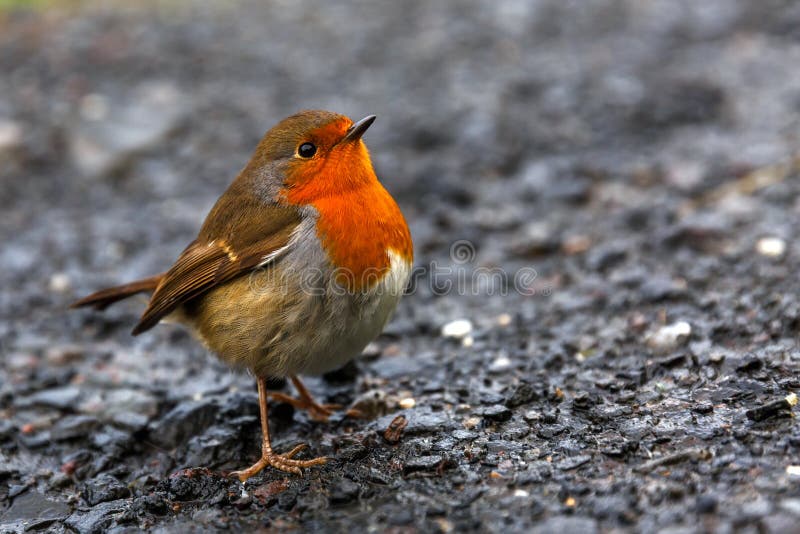 Friendly beautiful robin stock image. Image of erithacus - 67734065