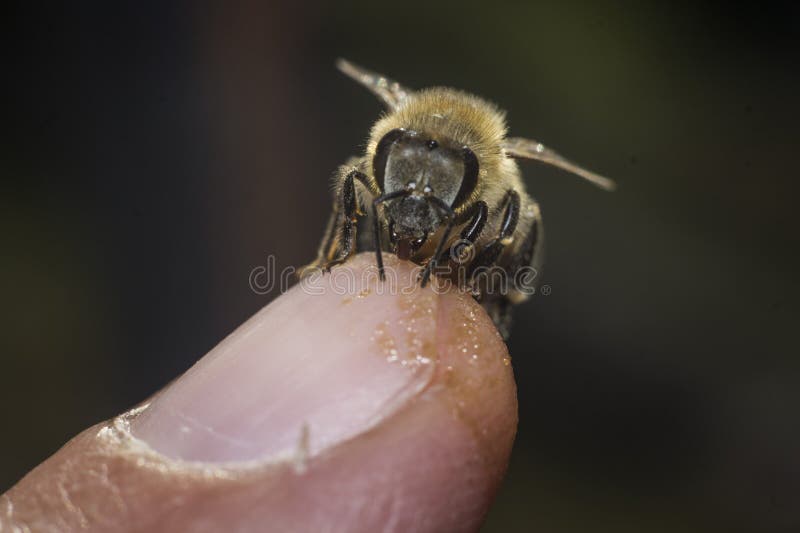 A friendly bee stock photo. Image of detail, honeybee - 280786878