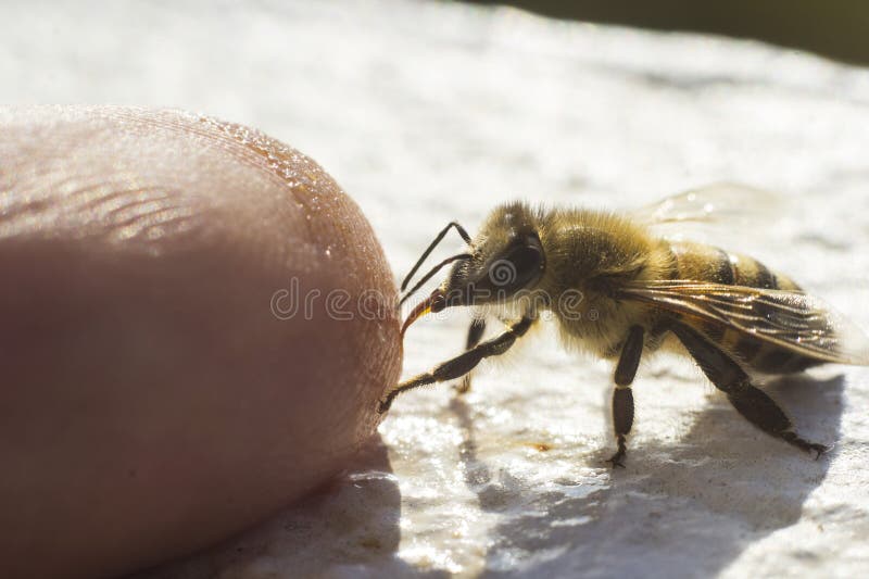 A friendly bee stock image. Image of animals, licking - 280786865