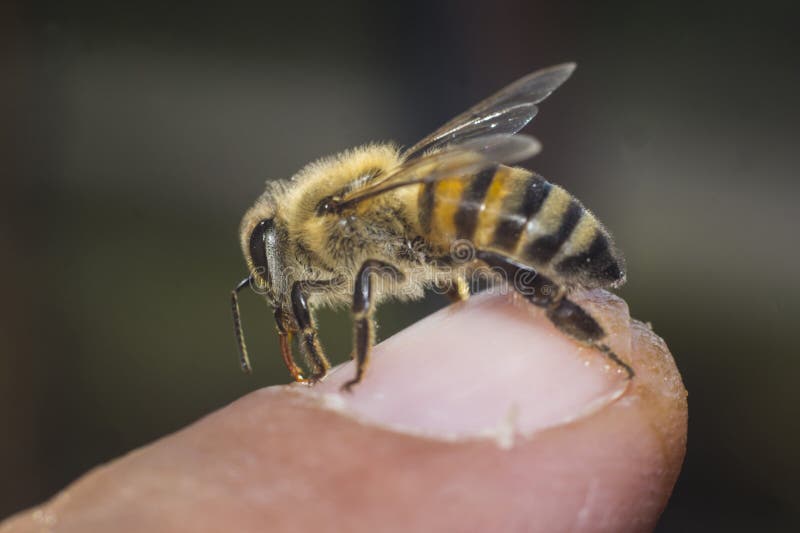 A friendly bee stock image. Image of color, environment - 280786903