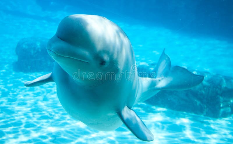 Friendly Beluga Whale stock image. Image of cute, calf - 15164145