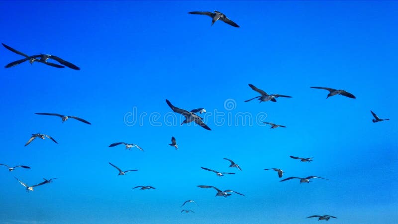 Friendly birds stock photo. Image of coney, bird, blue - 84633872