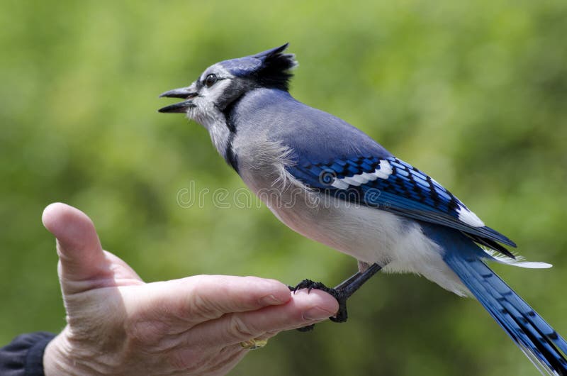 Blue Heron stock photo. Image of taking, flying, wildlife - 171308