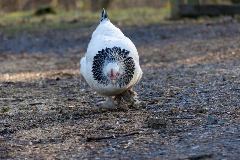 Friendly Brahma Chicken on the Farm Poultry Farming Stock Photo - Image ...