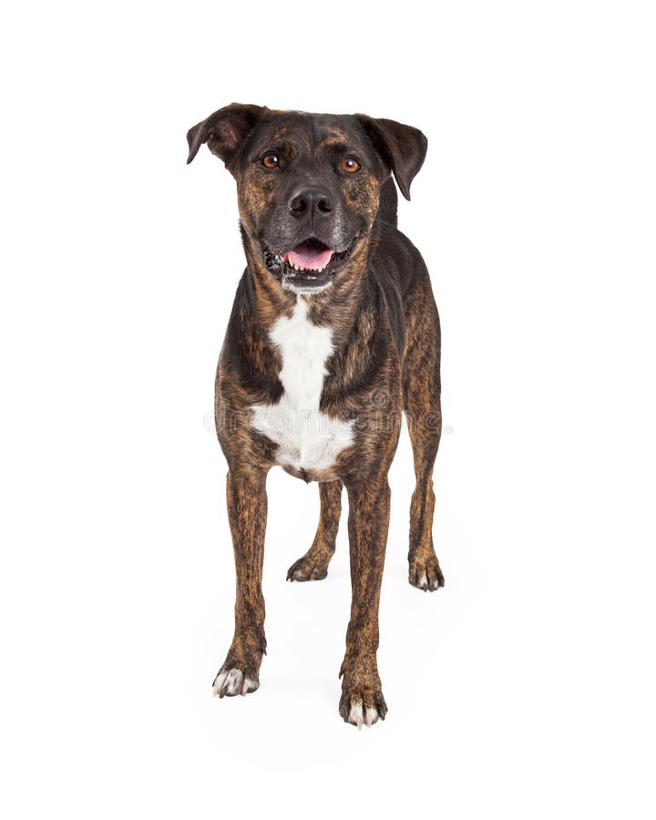 Brindle Mutt Dog Isolated Stock Photos - Free & Royalty-Free Stock ...