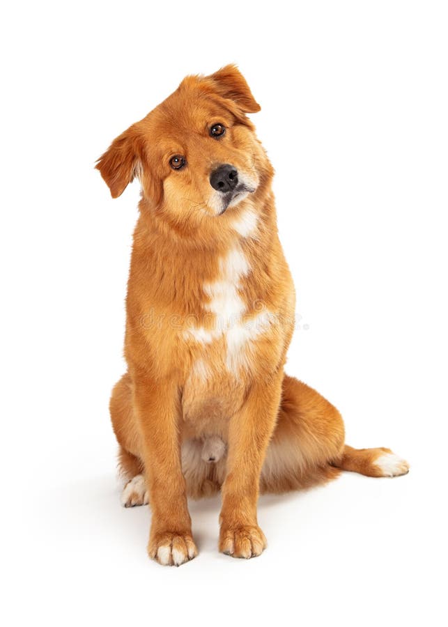 Friendly Brown Big Dog Standing Looking Forward Stock Photo - Image of ...