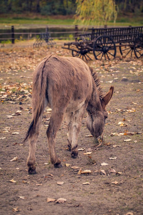 Friendly Brown Donkey Outdoors Stock Image - Image of mammal, mule ...