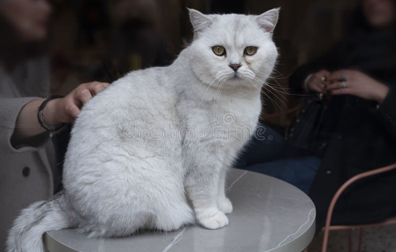 Friendly Cat Sitting on a Table Receiving Affection from Two People ...
