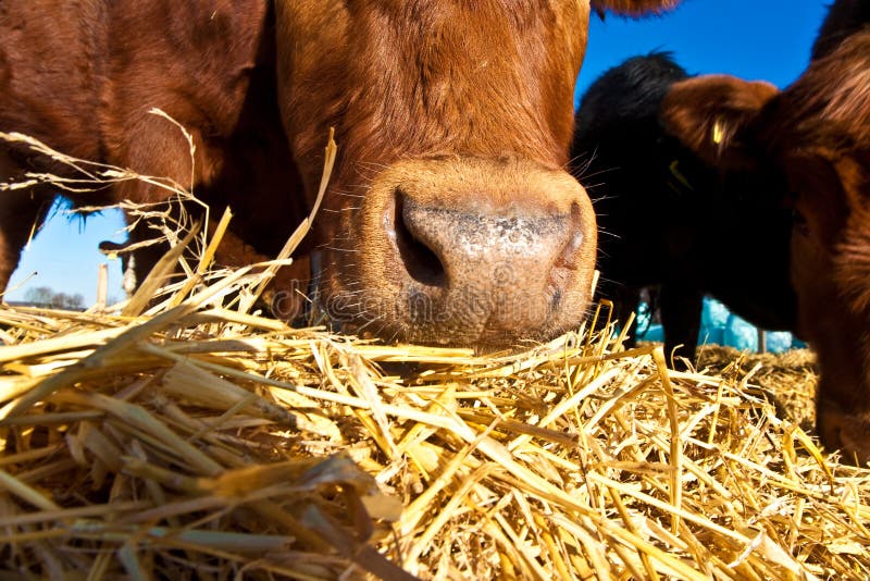 Friendly cattle on straw stock photo. Image of graze - 14116526