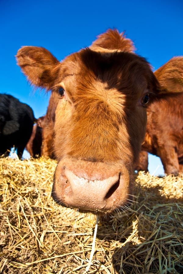 Friendly cattle on straw stock photo. Image of graze - 14116526