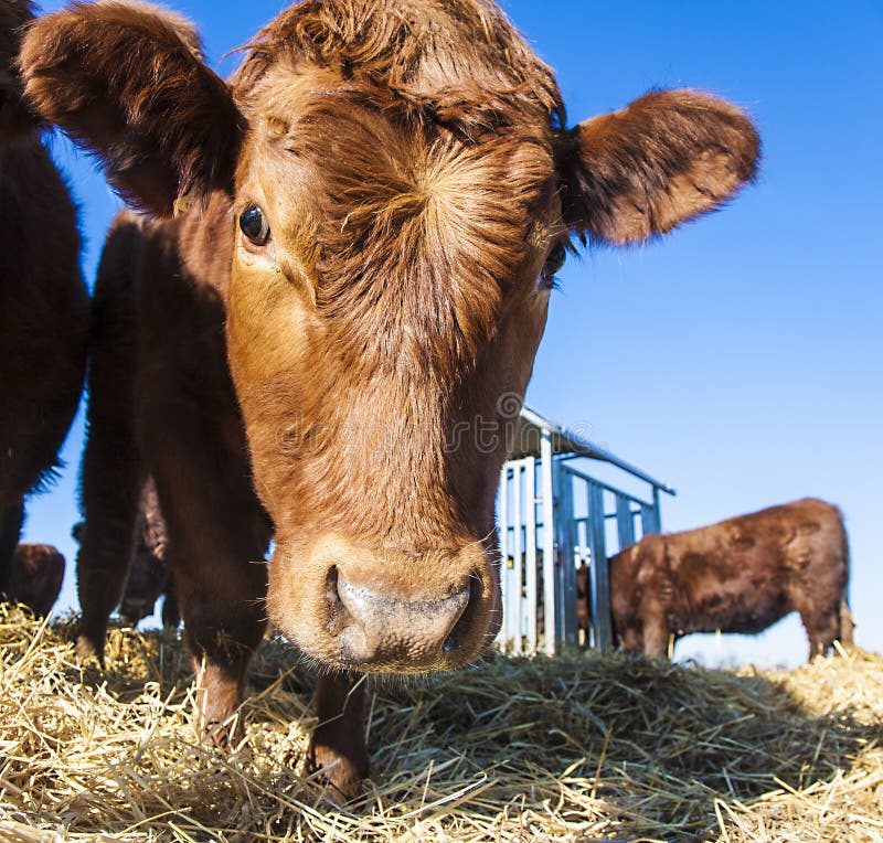 Friendly cattle on straw stock photo. Image of graze - 14116526