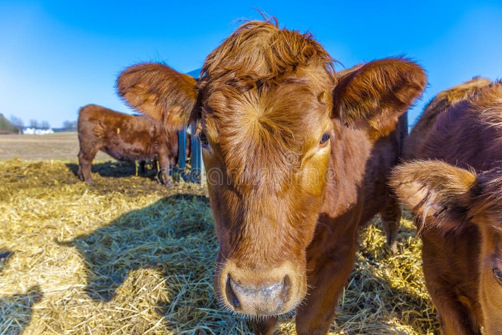 Friendly cattle on straw stock image. Image of dairy - 91409005