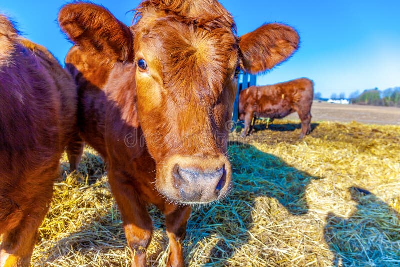 Friendly cattle on straw stock photo. Image of graze - 14116526