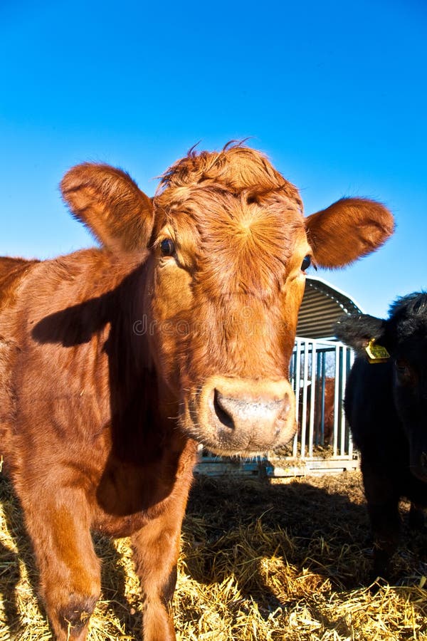 Friendly cattle on straw stock photo. Image of graze - 14116526