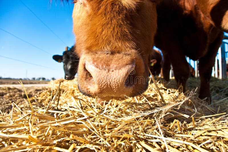 Friendly cattle on straw stock image. Image of calf, bovine - 14116539