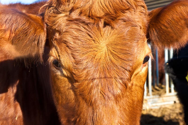 Friendly cattle on straw stock photo. Image of graze - 14116526