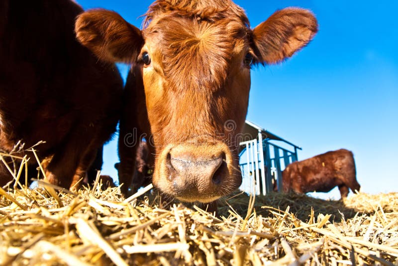 Friendly cattle on straw stock image. Image of breeding - 69624515