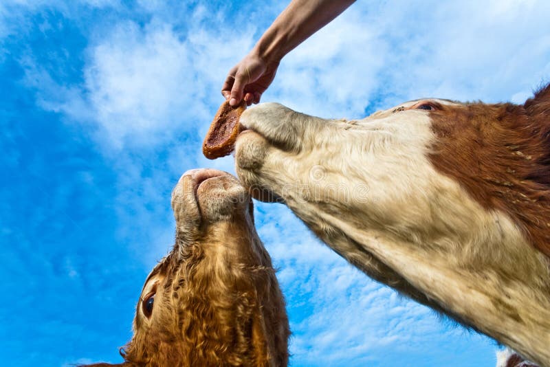Friendly Cattles on Green Granzing Stock Photo - Image of dairy, brown ...