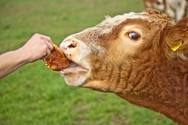 Friendly cattle on straw stock photo. Image of graze - 14116526
