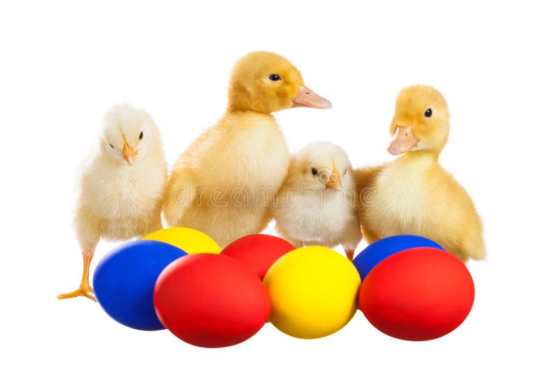 Friendly Chickens and Ducklings Stock Image - Image of yellow, newborn ...