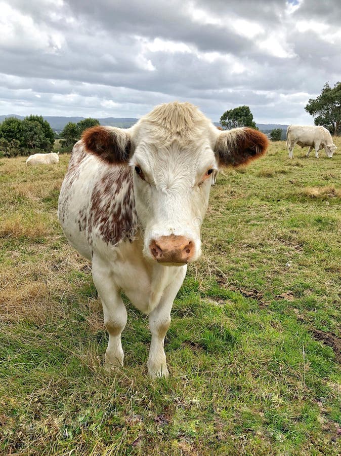 2,367 Friendly Cow Photos - Free & Royalty-Free Stock Photos from ...