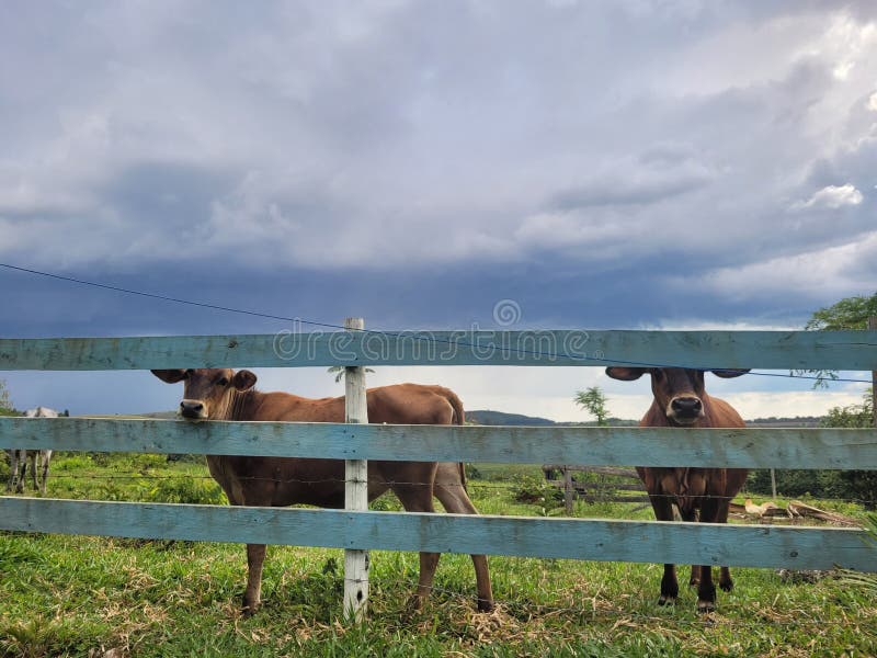 Friendly and Curious Cows in Farm, Minas Gerais Stock Image - Image of ...