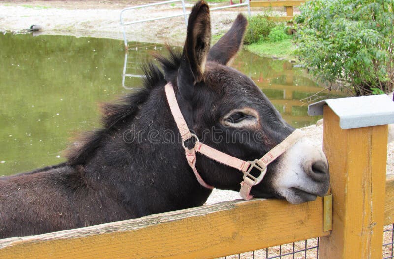 Black donkey stock image. Image of donkey, bovine, stallion - 255824647