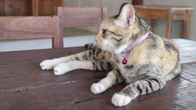 Friendly Cute Cat on the Table Stock Footage - Video of lifestyles ...