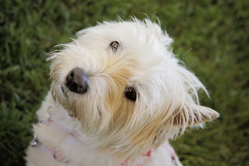 Friendly Cute Dog stock photo. Image of friendly, outside - 44171628