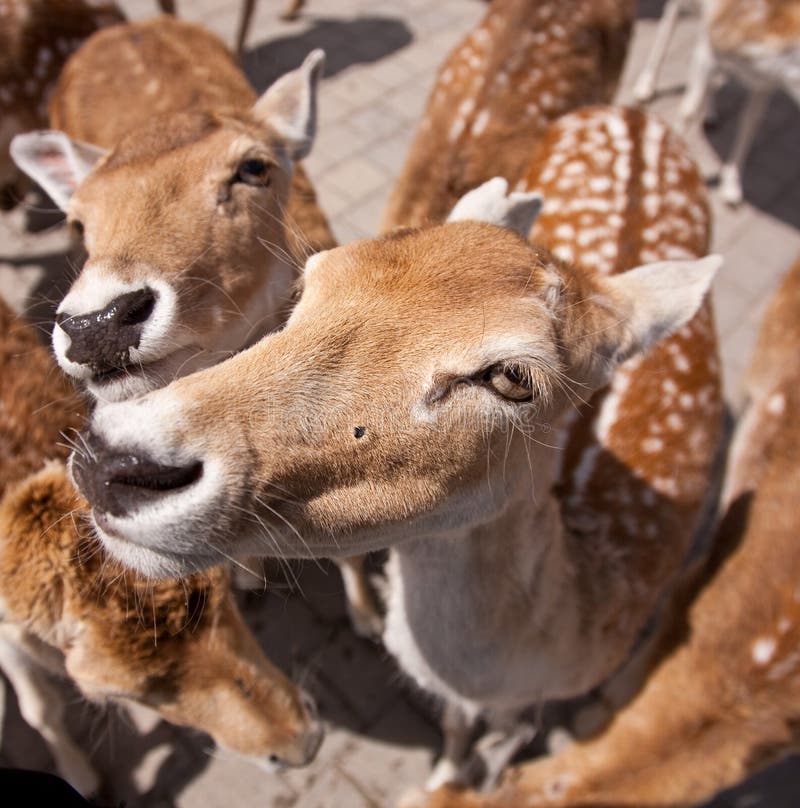Friendly Deer stock photo. Image of cute, adorable, friendly - 14943420