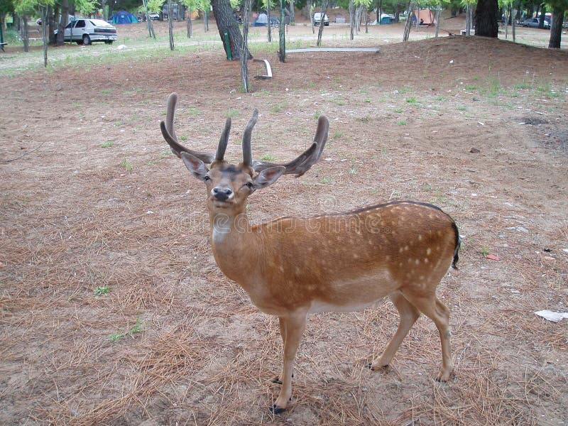 Friendly deer stock image. Image of friendly, holidays - 16584817