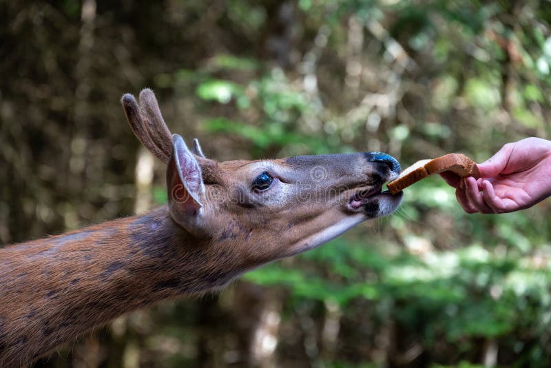 Friendly Deer in a Forest in Wisconsin Stock Image - Image of squirrel ...