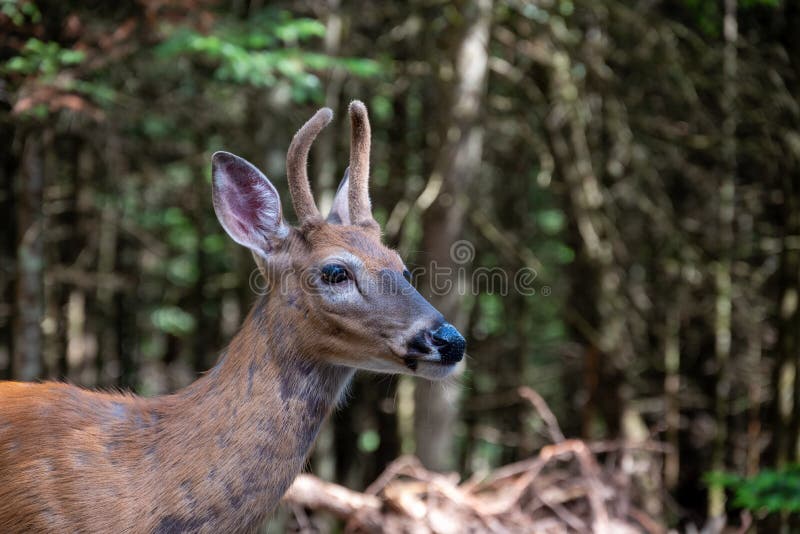Friendly Deer in a Forest in Wisconsin Stock Image - Image of mammal ...
