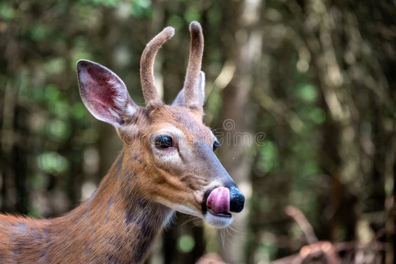 Friendly Deer in a Forest in Wisconsin Stock Image - Image of tree ...