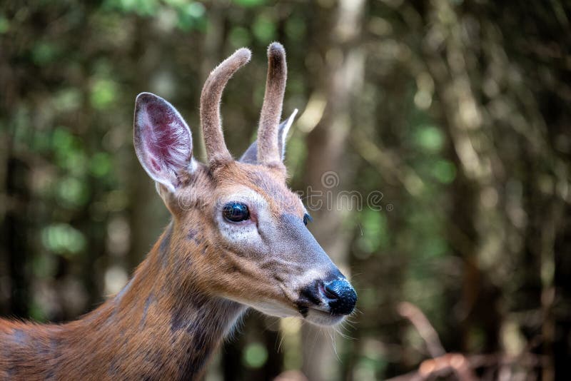 Friendly Deer in a Forest in Wisconsin Stock Photo - Image of rodent ...