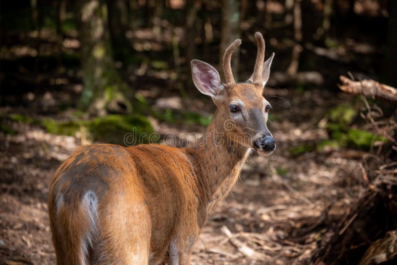 Friendly Deer in a Forest in Wisconsin Stock Image - Image of animal ...