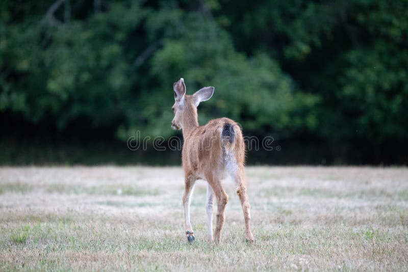 Friendly Deer Roaming Free and Not Afraid in Recreational Area in ...