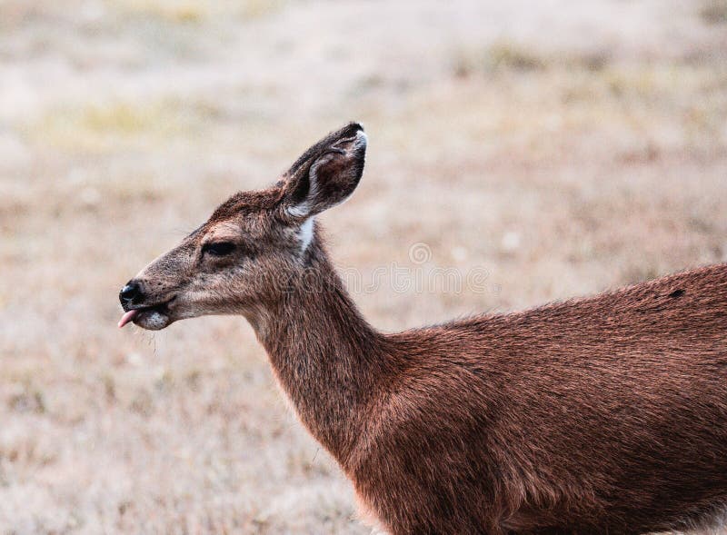 Friendly Deer Roaming Free and Not Afraid in Recreational Area in ...
