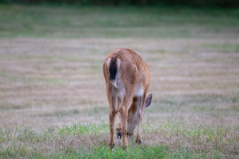 Friendly Deer Roaming Free and Not Afraid in Recreational Area in ...